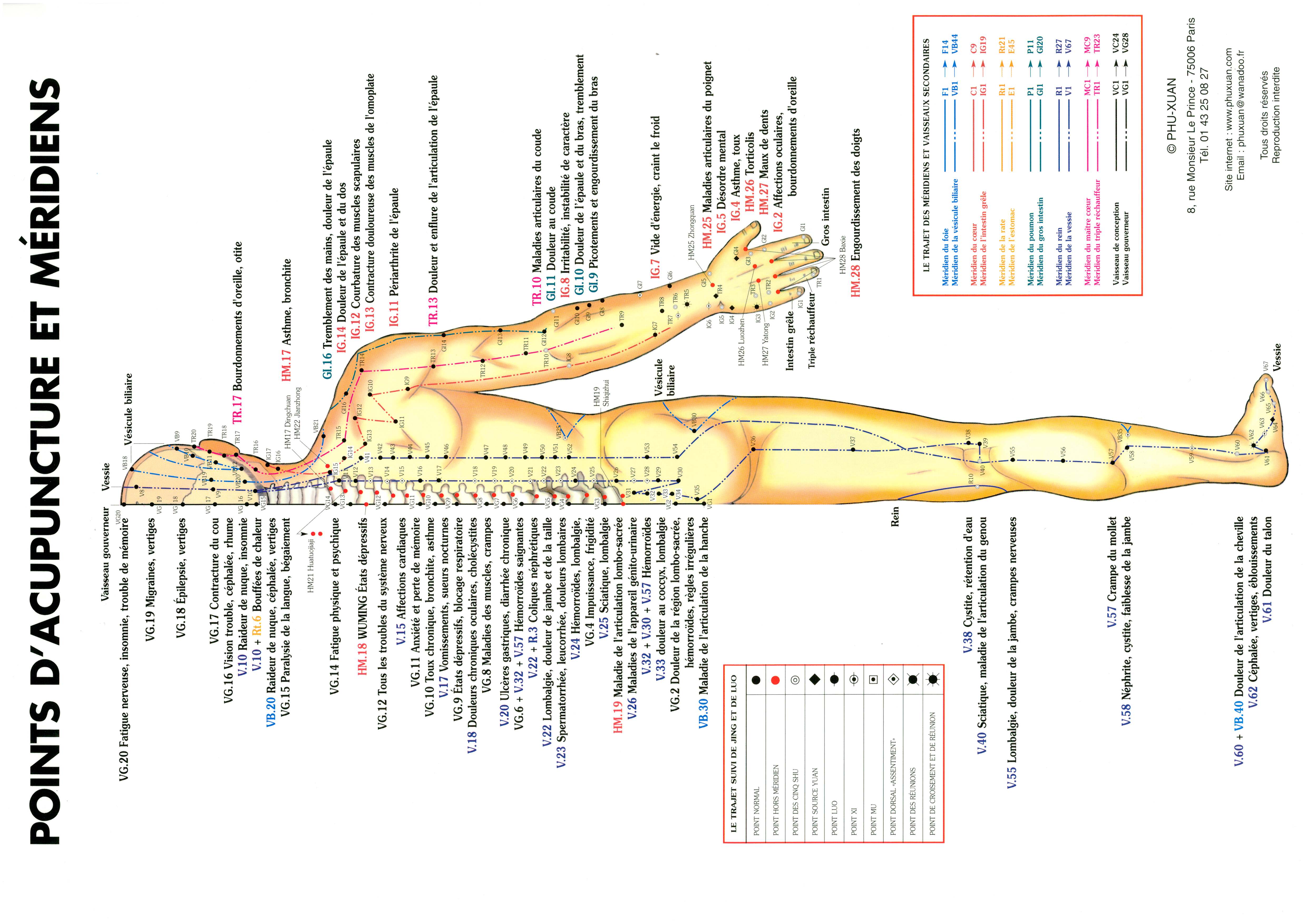 Les méridiens | Medecine Traditionnelle Chinoise